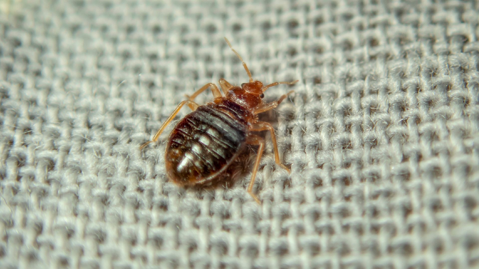 5 Cool Things About Spiders and Bed Bugs (When They’re Not In Your Home ...