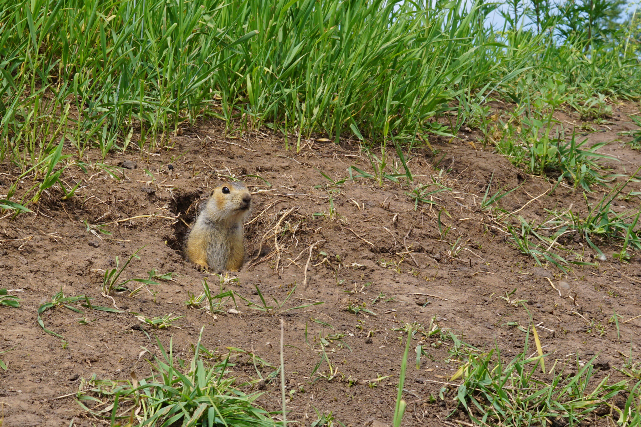 Gopher Activity Identification | Facility Pest Control