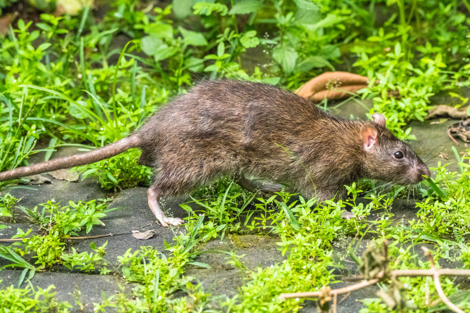 Field Mouse in House? Tips to Remove & Prevent Infestations