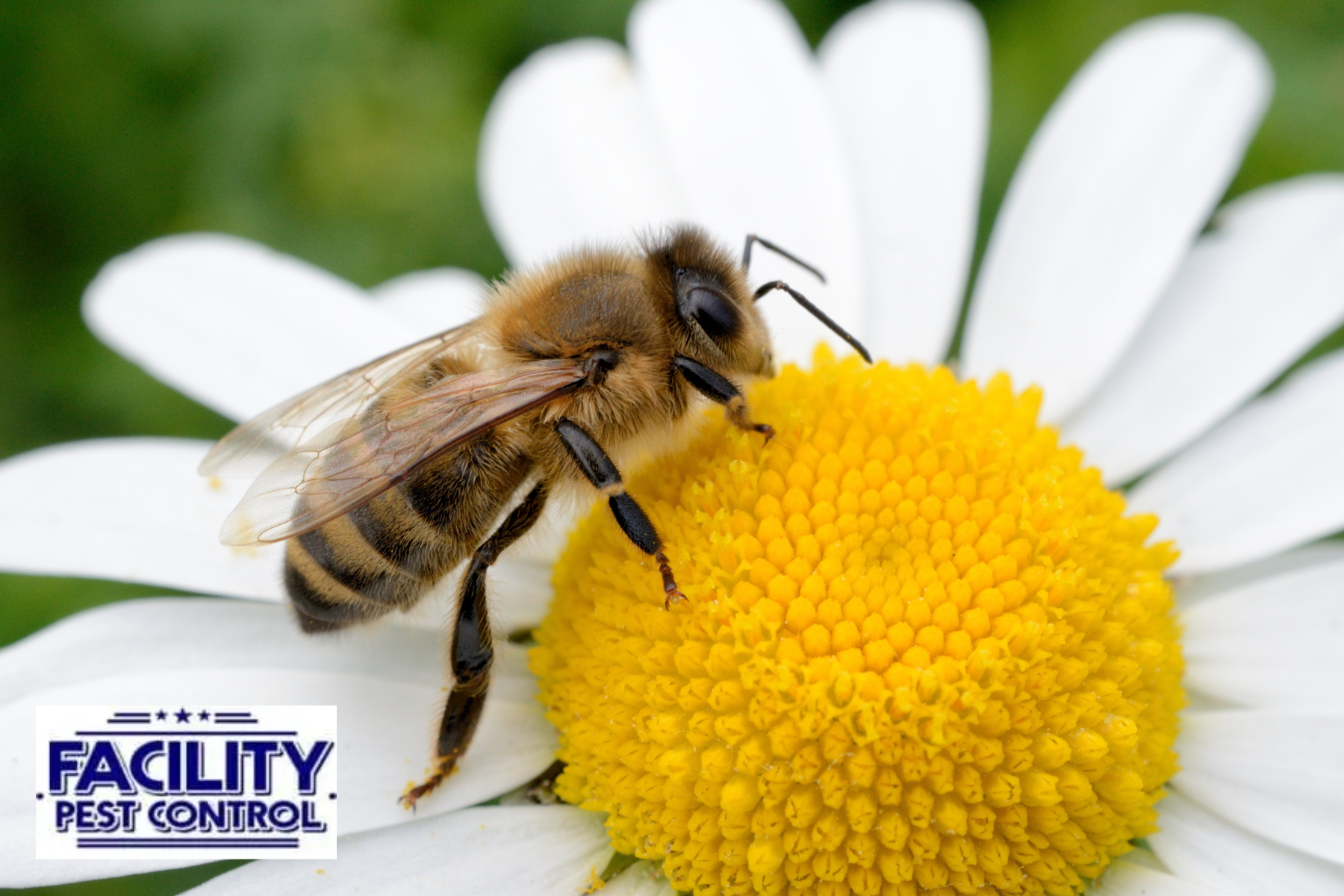 What to Do When You Notice Bees & Wasps in Your Space