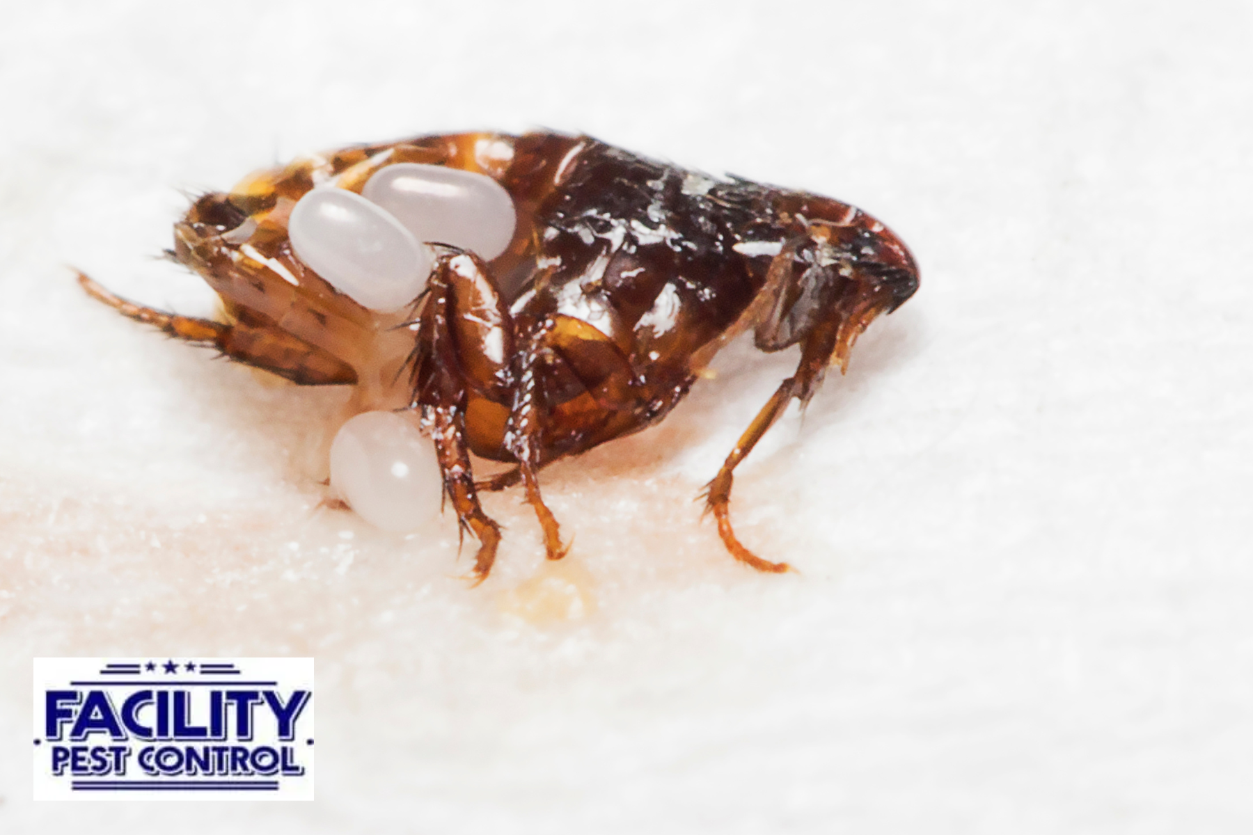 Spotting Bed Bug Droppings: Signs & Why It Matters