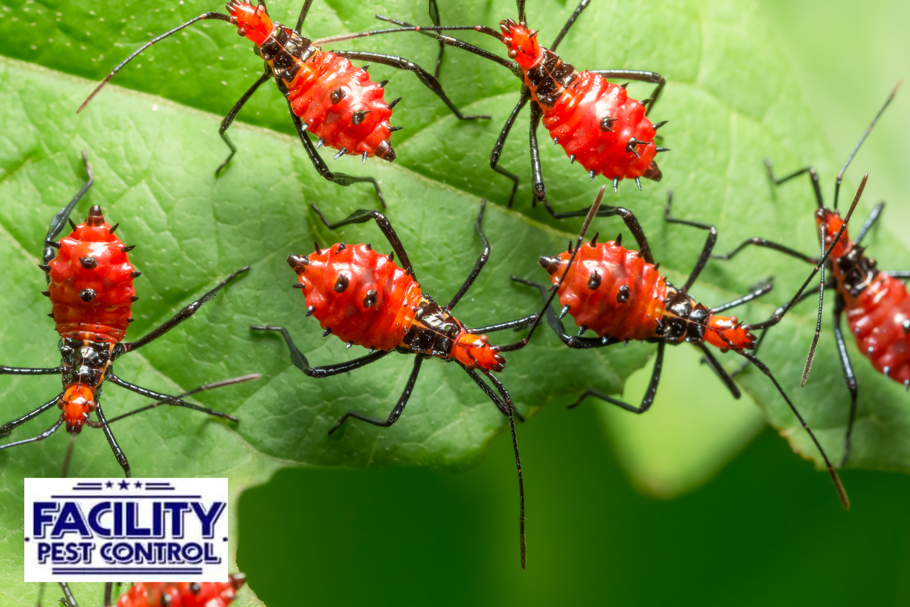 Tiny Red Bugs: How to Spot & Keep Them Out