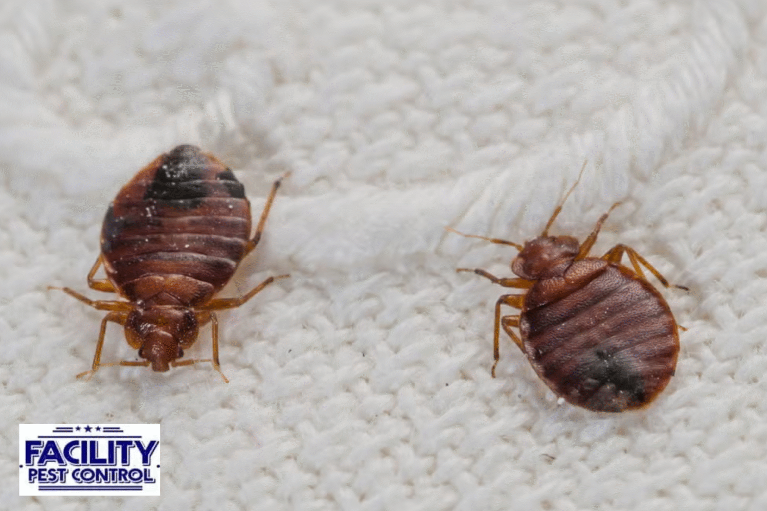 Tiny Red Bugs: How to Spot & Keep Them Out