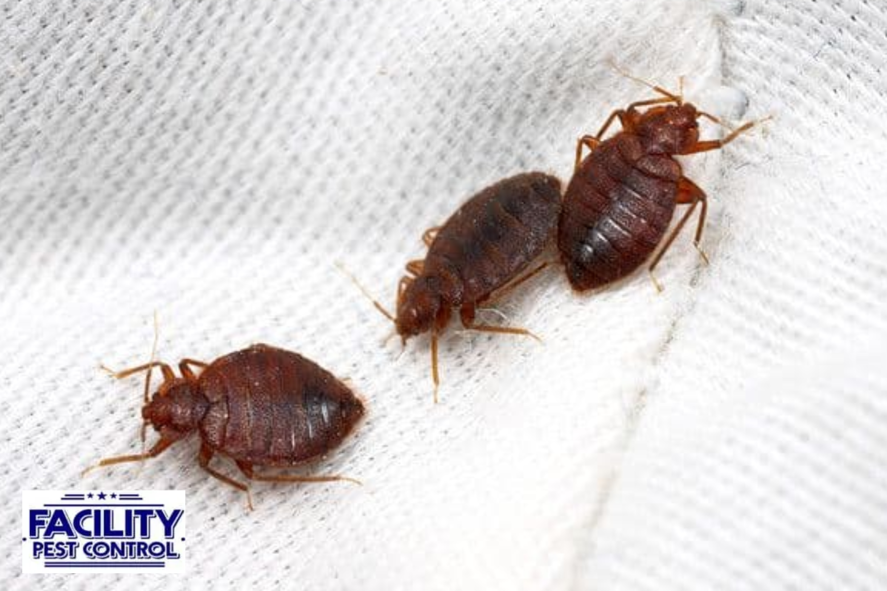 Spotting Bed Bug Droppings: Signs & Why It Matters