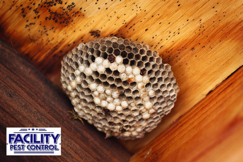 How to Identify and Safely Remove a Paper Wasp Nest