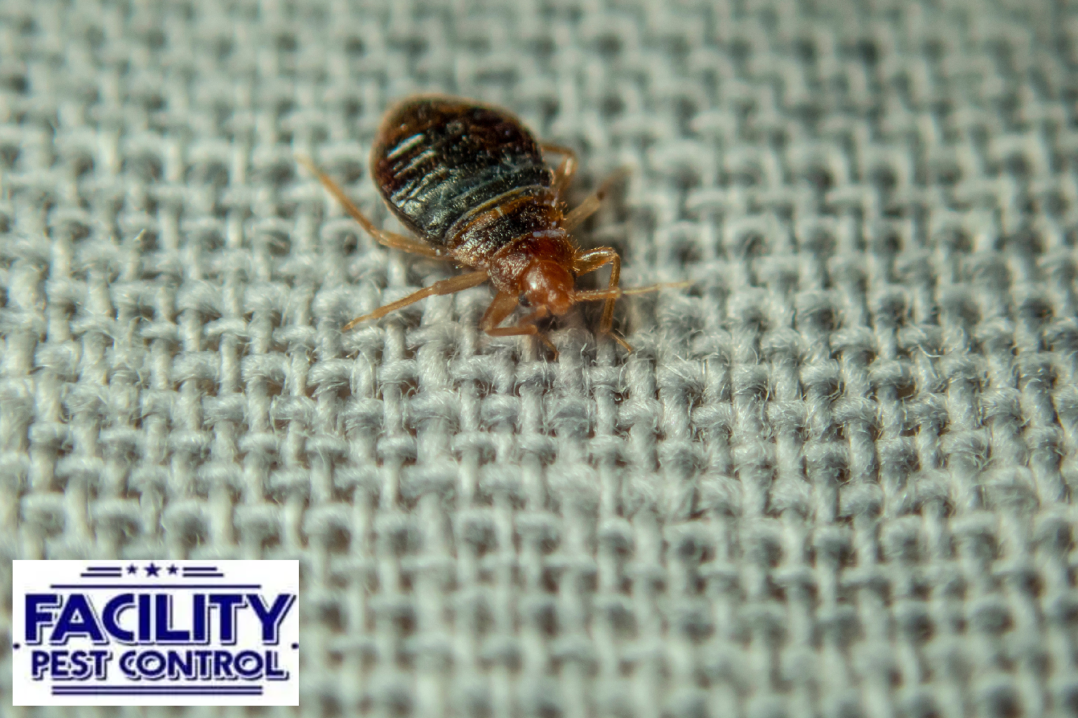 Tiny Red Bugs: What They Are and How to Get Rid of Them