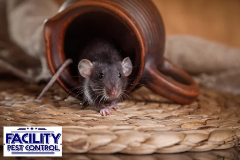 Rodent Poop Identification Guide: Spotting Unwanted Guests